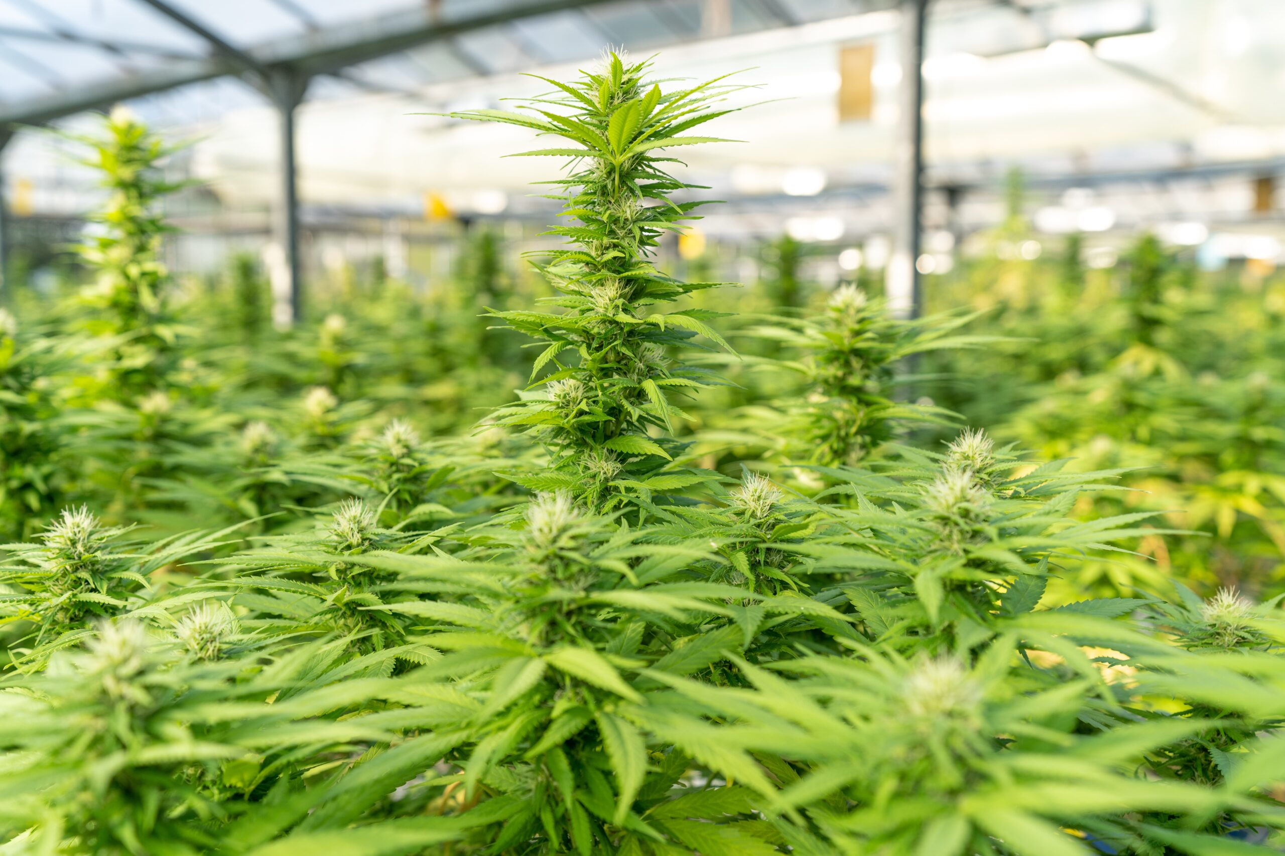 Budding Success: Cannabis Transition Program Cultivates Thriving ...